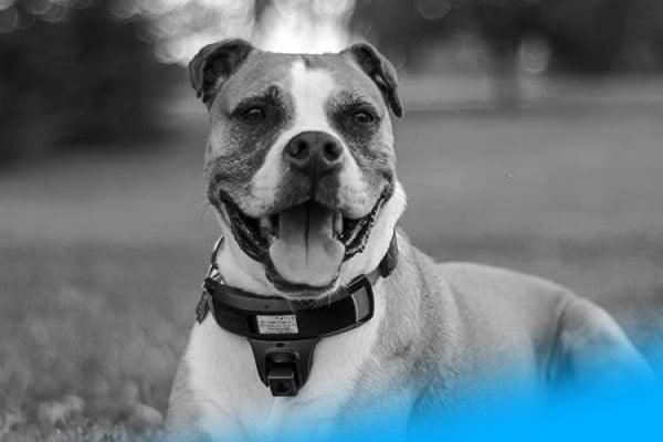 Pet Tech Solutions | Softeq